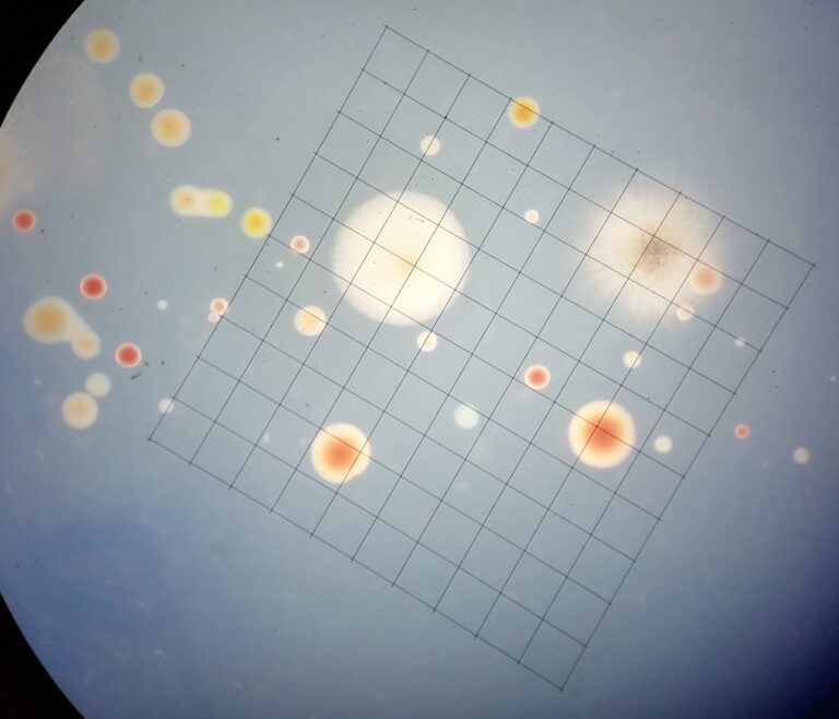 Collection of Bacteria - Bacteriology Hawaii